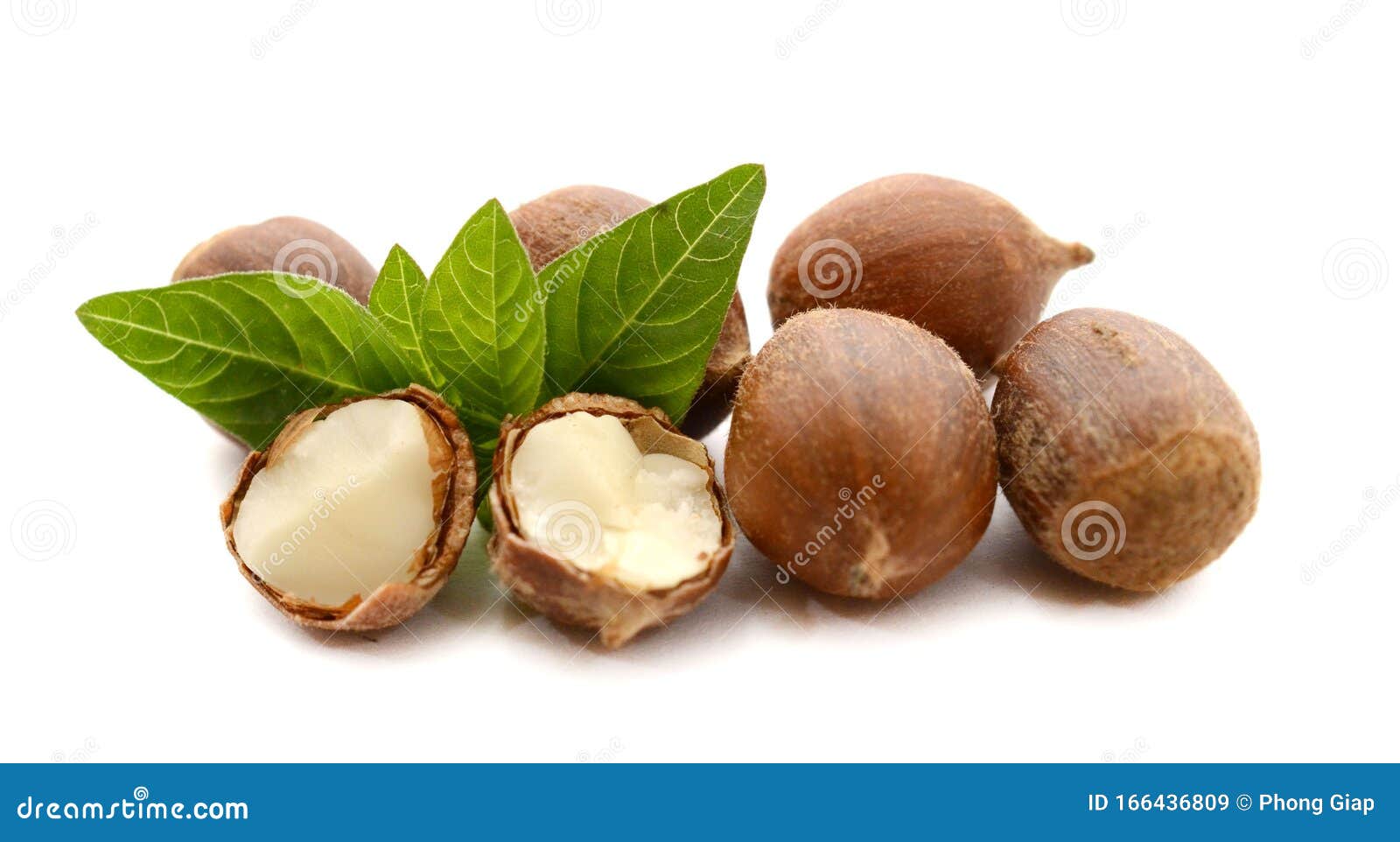 One Hazelnut Isolated on a White Background. Macro. Stock Image - Image ...