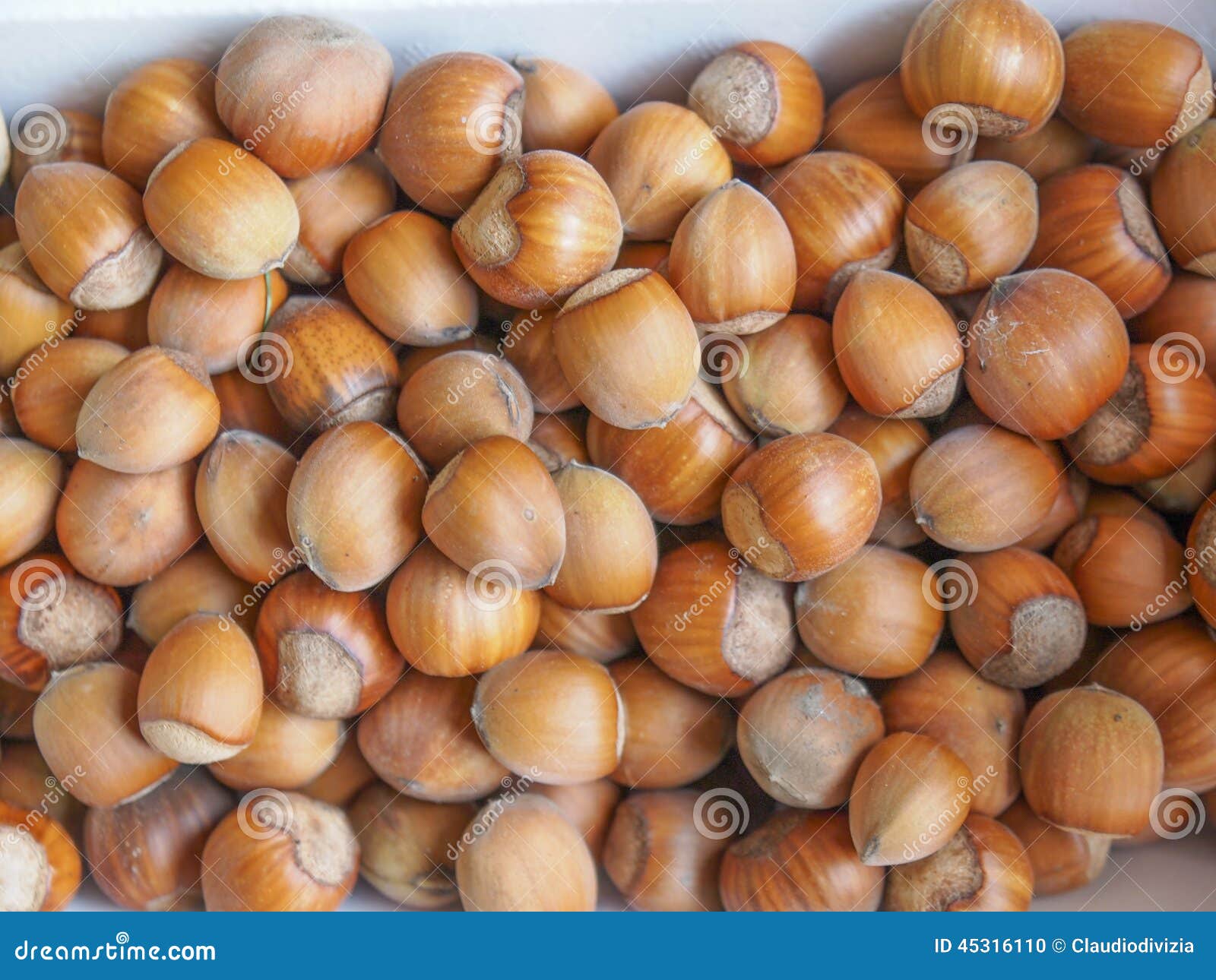 Hazelnut fruit stock photo. Image of dried, hazel, cuisine - 45316110