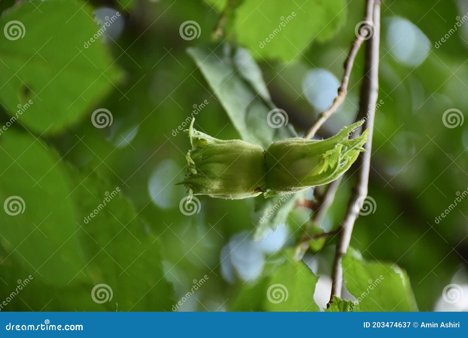 A Close-up and Horizontal View of the Hazelnut Stock Image - Image of ...