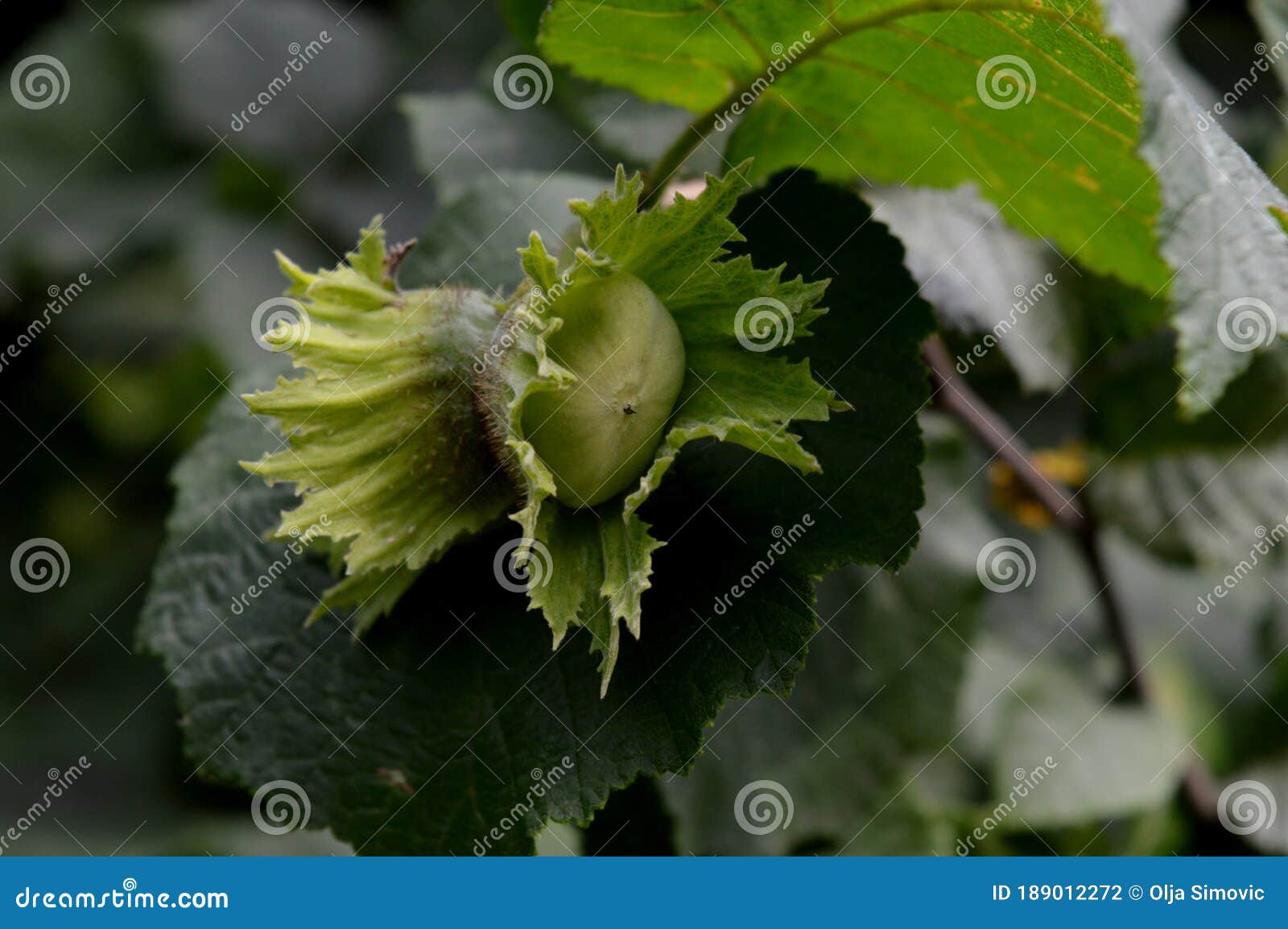 Hazelnut fruit stock photo. Image of fruit, leaf, shadow - 189012272