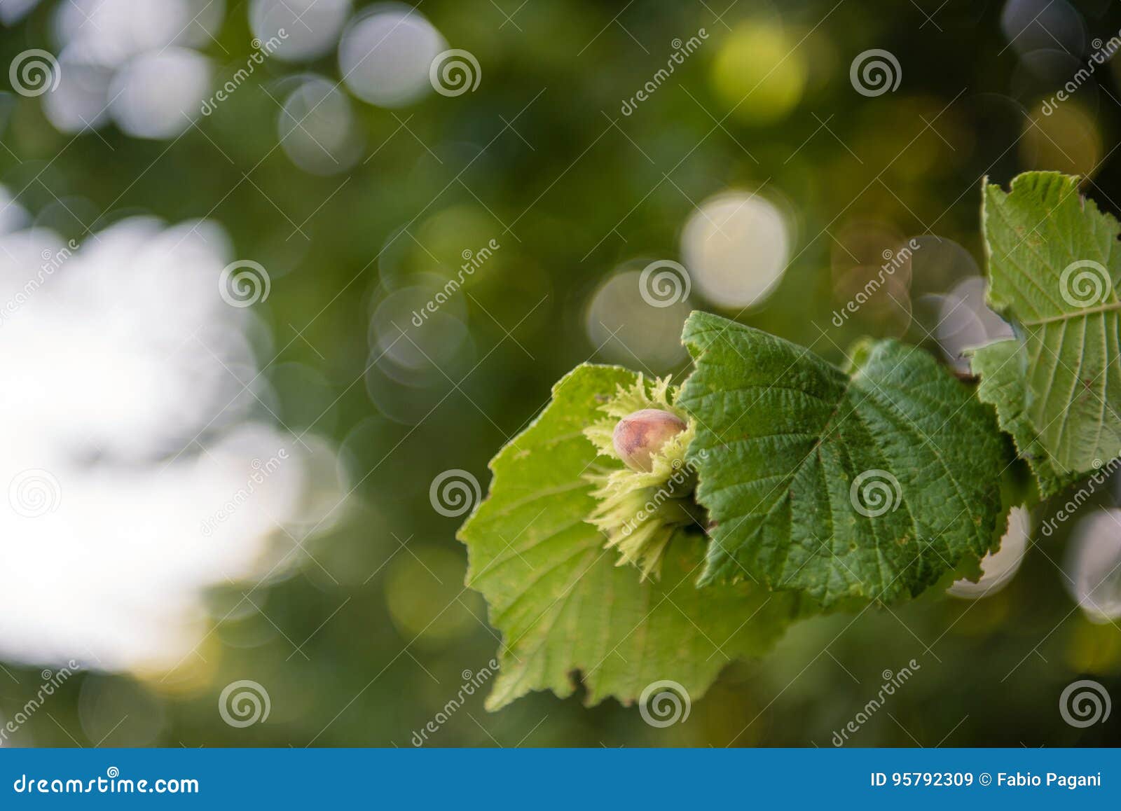 Hazelnut Fruit Unripe on Tree Branch Stock Image - Image of nature ...
