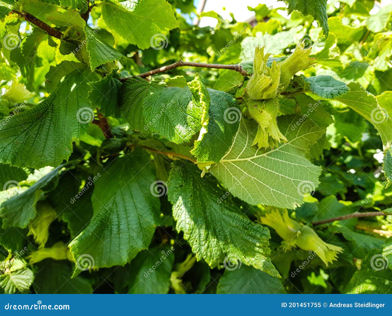 Green Hazelnut fruits stock image. Image of hazelnuts - 201451755