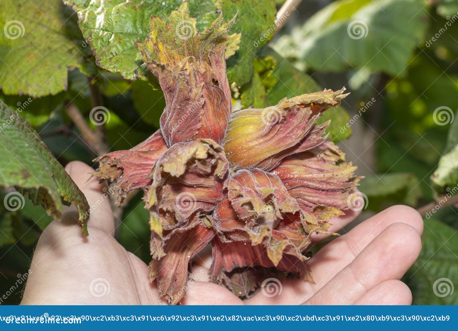 Hazelnut Garden. Hazelnuts in a Green Shell on the Branches in the Hand ...