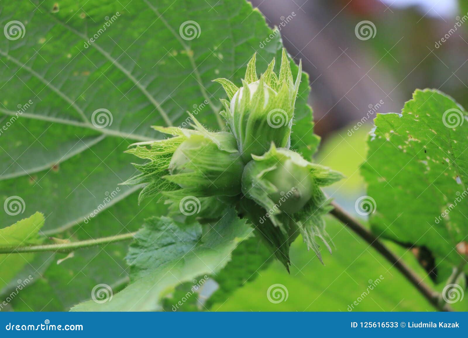 Hazelnut on a green branch stock image. Image of color - 125616533