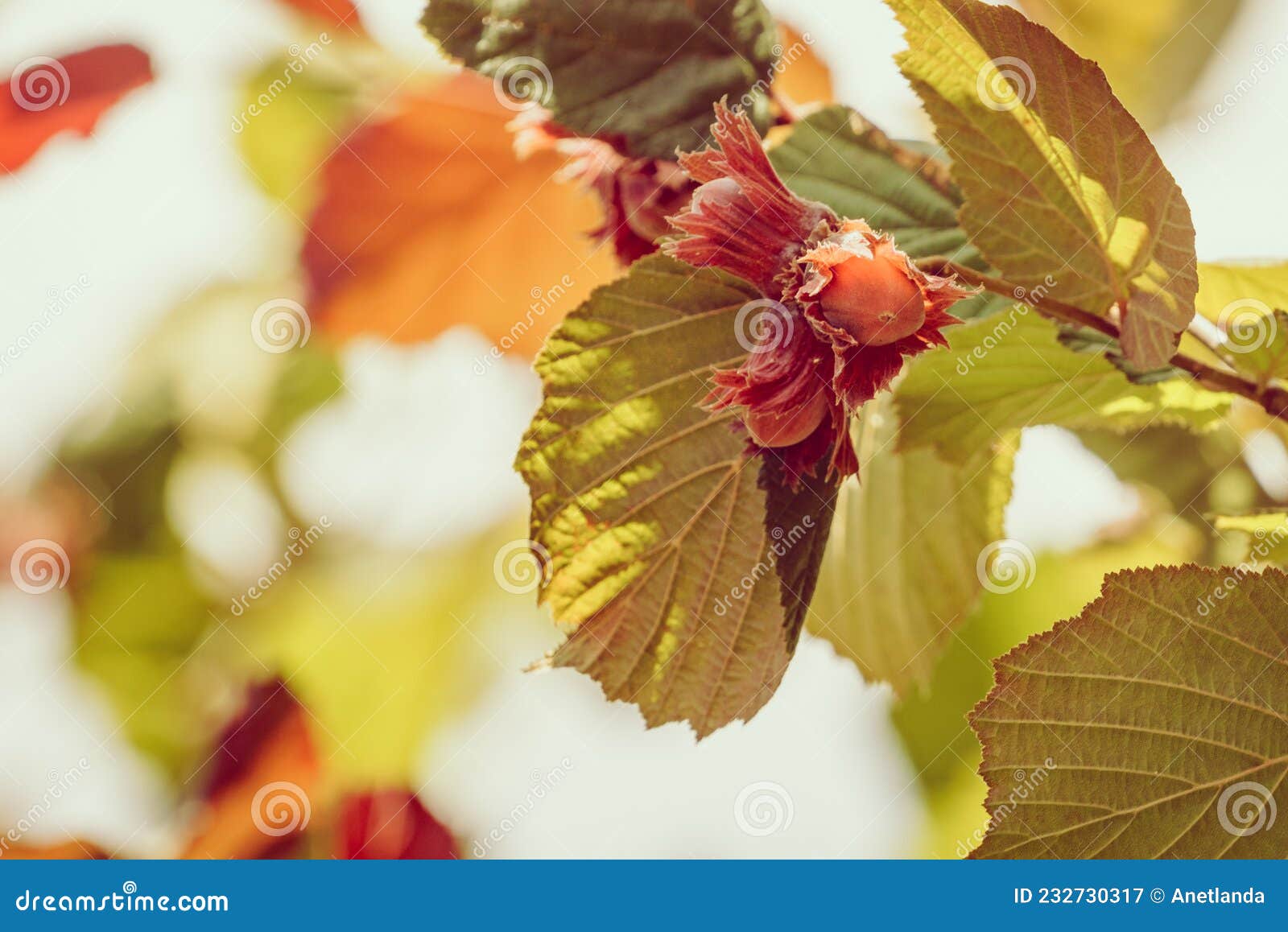 Hazelnut Grow on Tree in Garden Stock Image - Image of nuts, summer ...