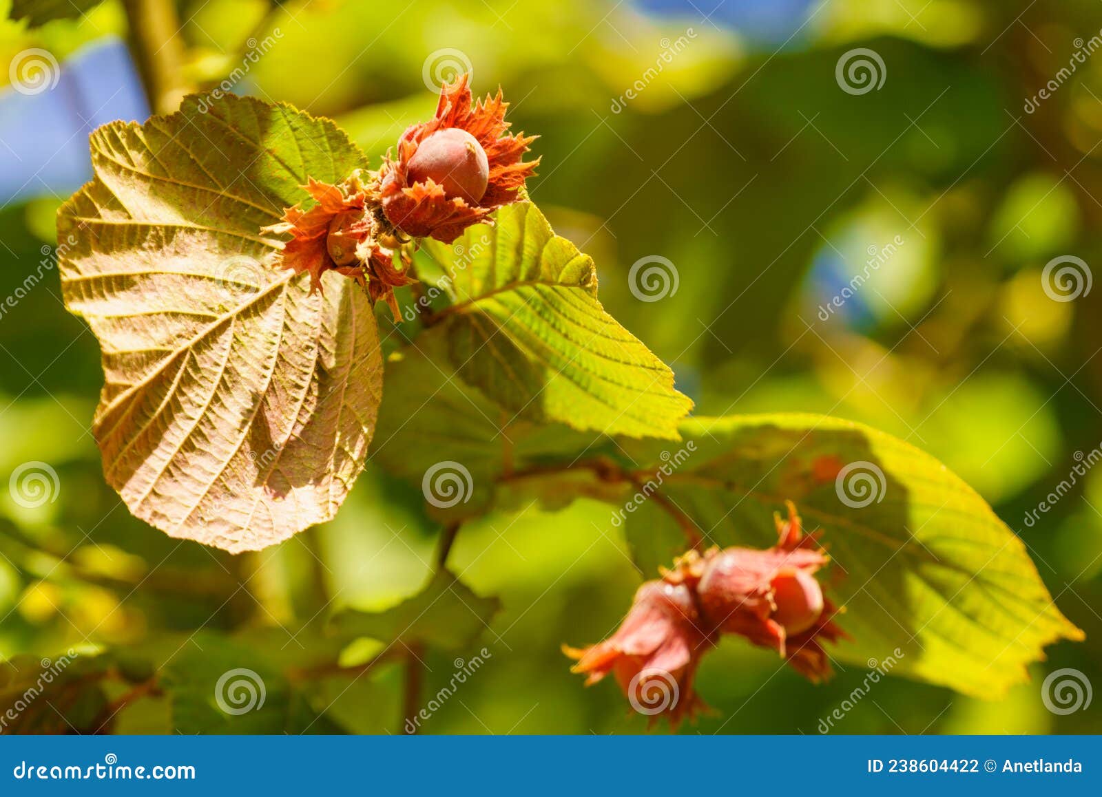Hazelnut Grow on Tree in Garden Stock Photo - Image of hazelnut, grow ...