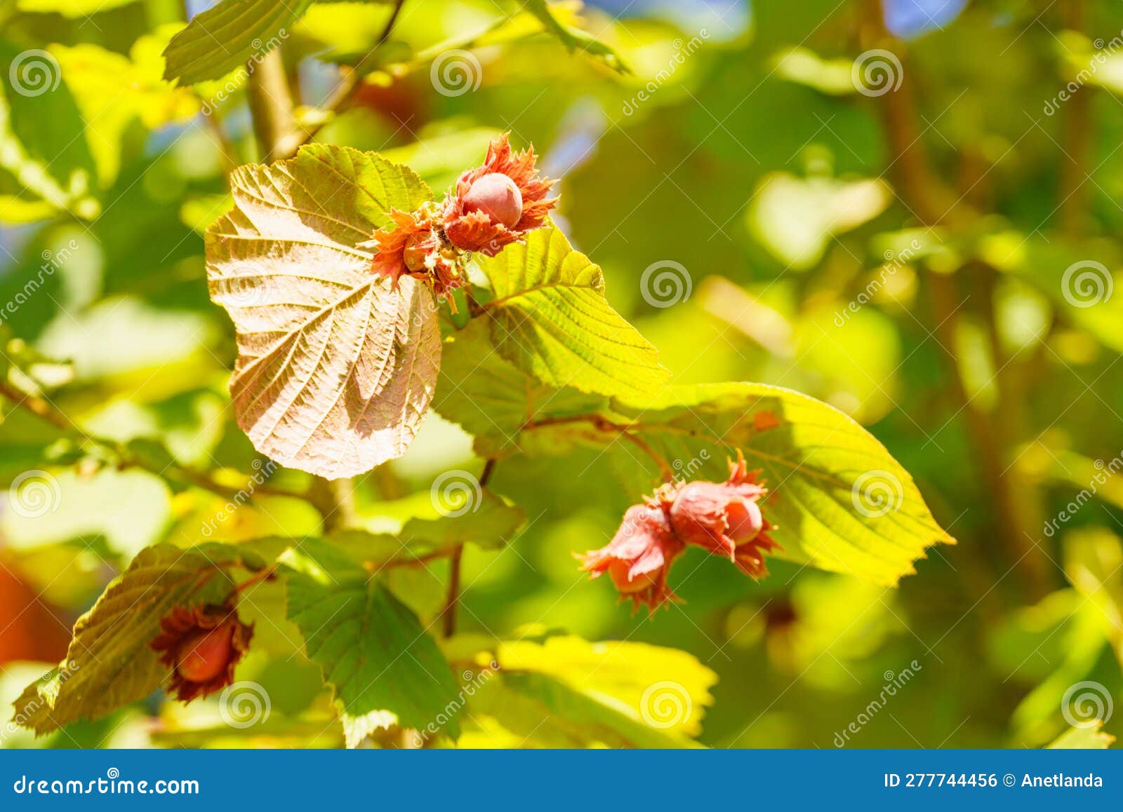 Hazelnut Grow on Tree in Garden Stock Photo - Image of nuts, tree ...
