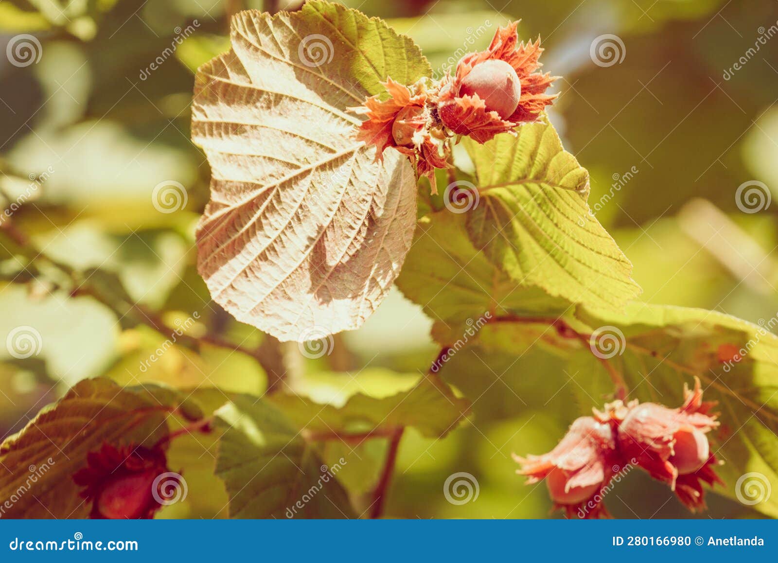 Hazelnut Grow on Tree in Garden Stock Photo - Image of grow, nuts ...