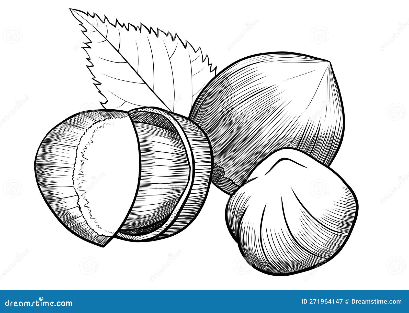 Hazelnut Hand Drawn Illustration Isolated Stock Image - Illustration of ...