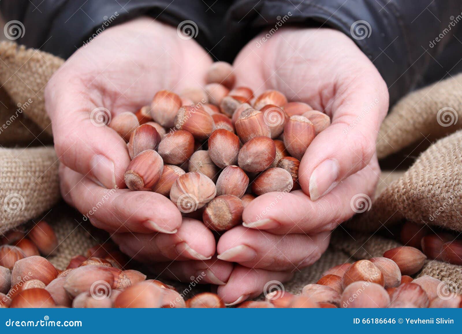 Hazelnut in hands stock photo. Image of body, seed, background - 66186646