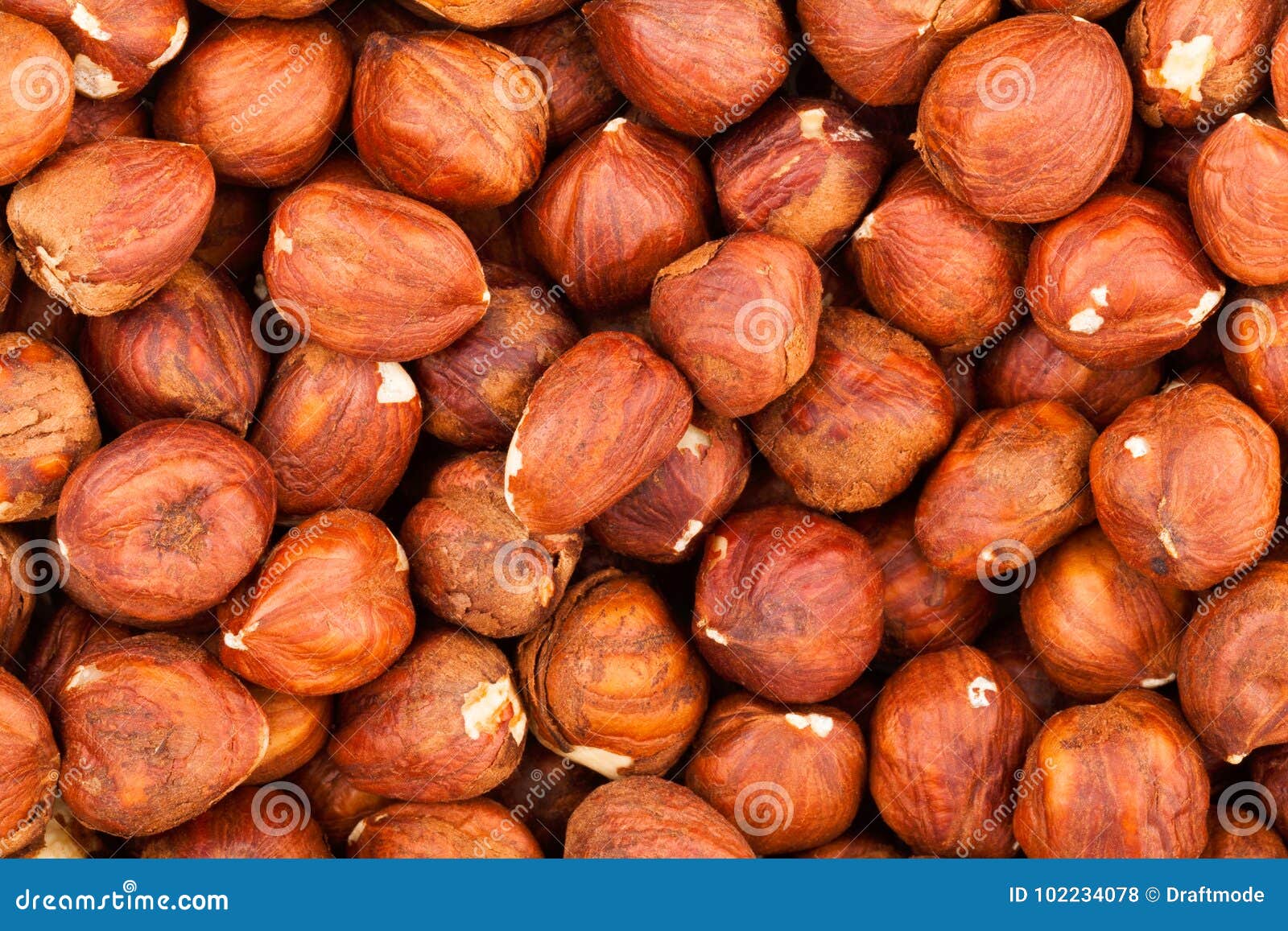Hazelnut stock photo. Image of hazelnuts, hazelnut, tile - 102234078