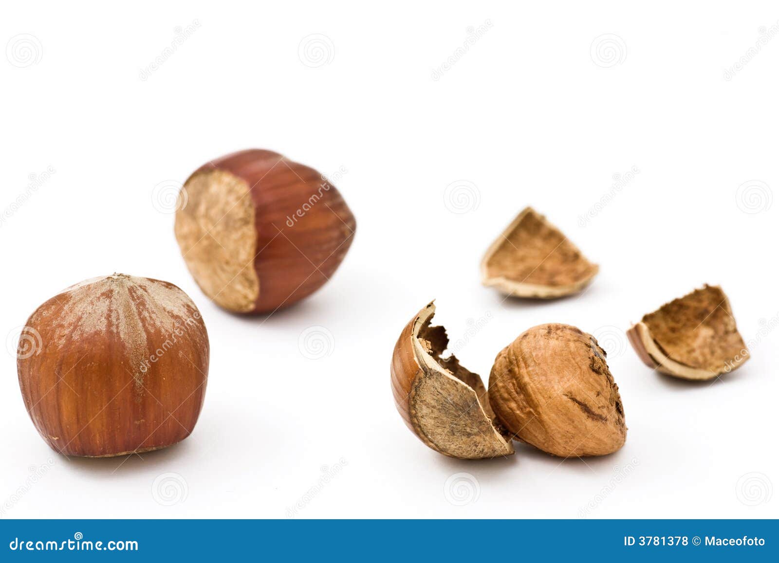 Hazelnut isolated stock photo. Image of fruit, shell, isolated - 3781378