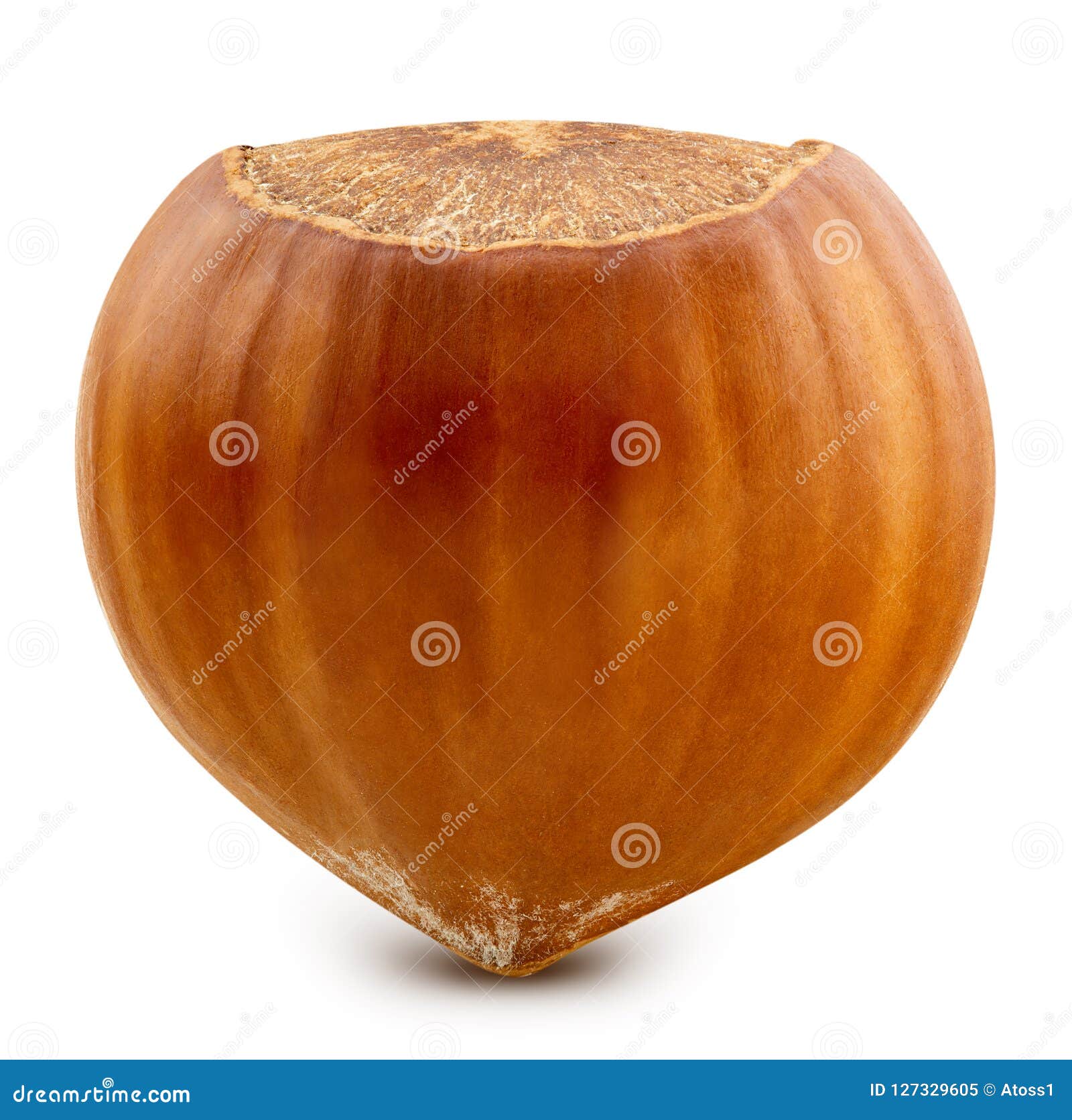 Hazelnut Isolated Clipping Path Stock Image - Image of closeup, shell ...