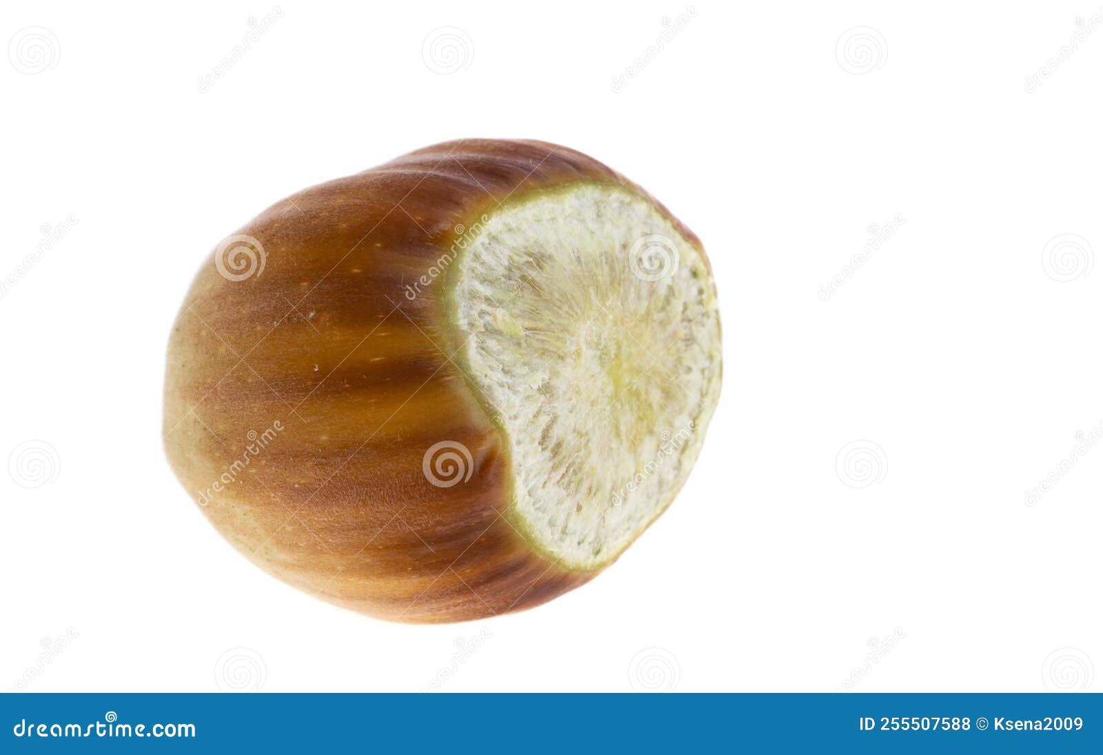 Hazelnut husk isolated stock photo. Image of isolated - 255507588