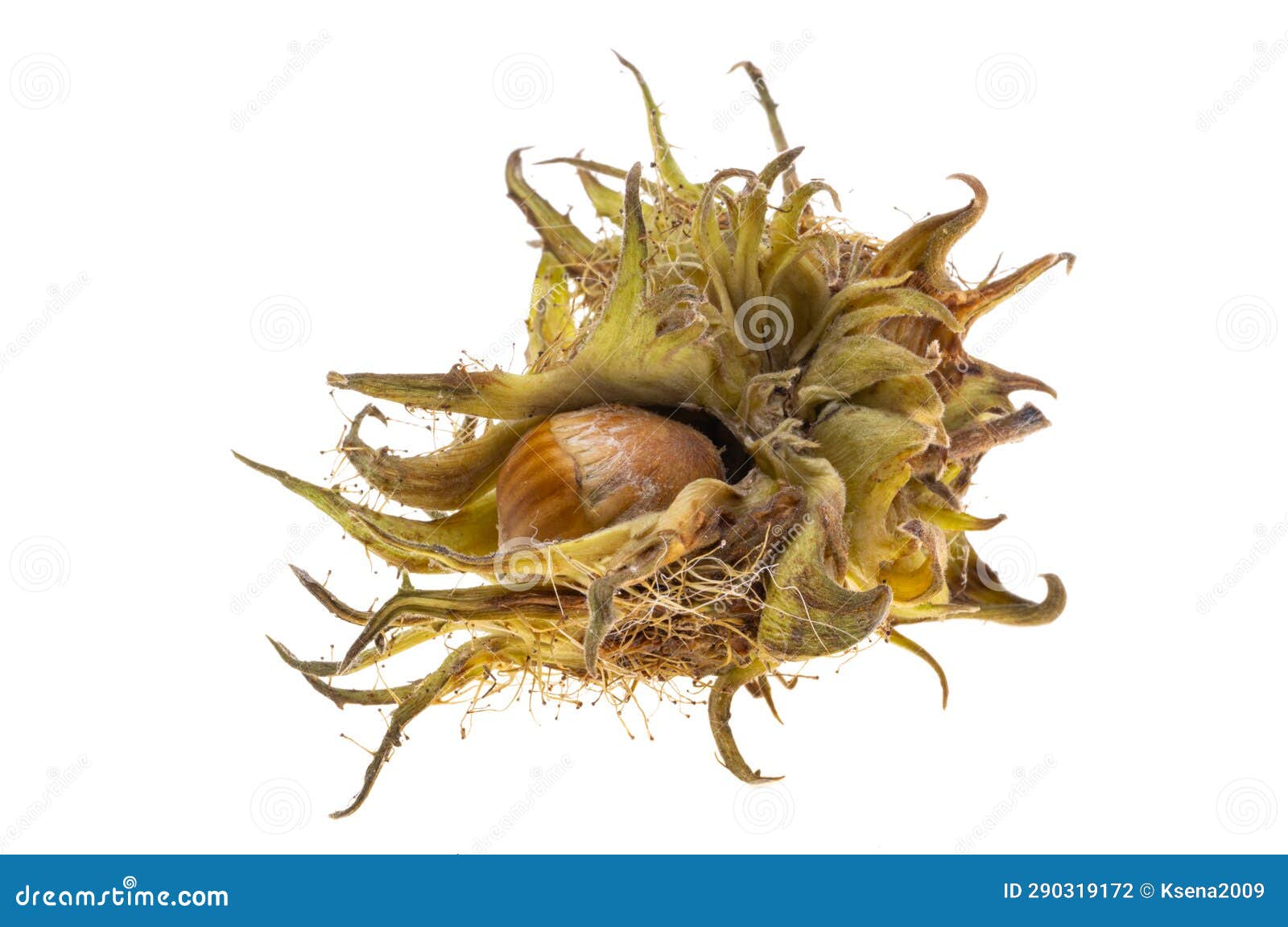 Hazelnut isolated stock photo. Image of green, healthy - 290319172