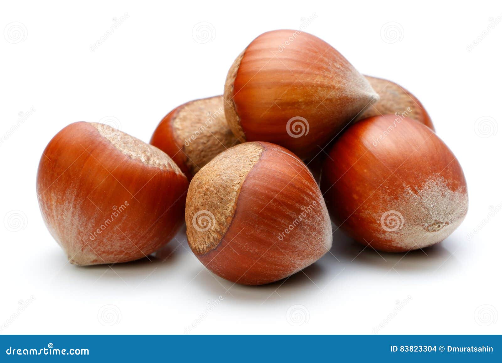 Hazelnut isolated stock photo. Image of hazelnut, closeup - 83823304