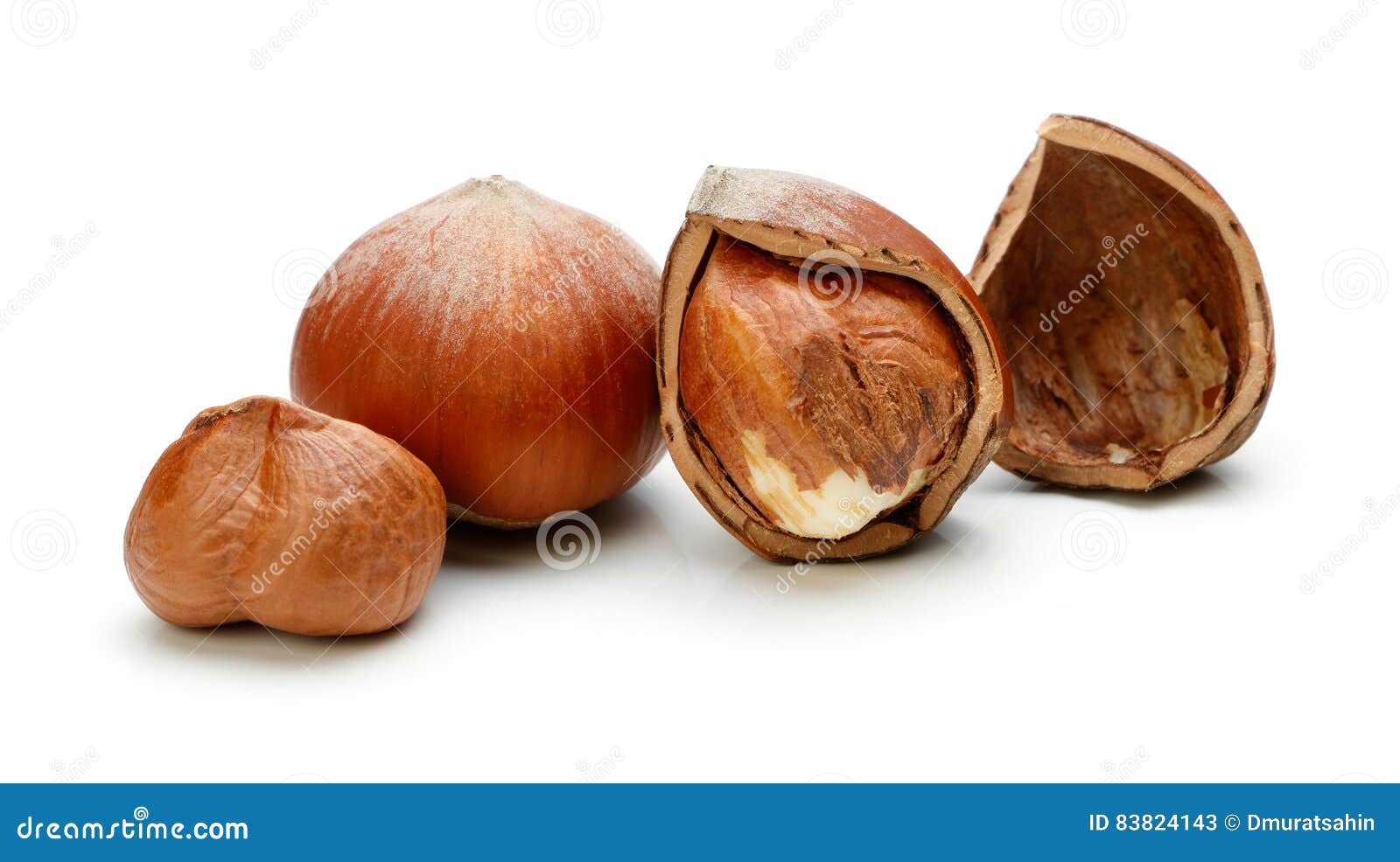 Hazelnut isolated stock image. Image of full, isolated - 83824143