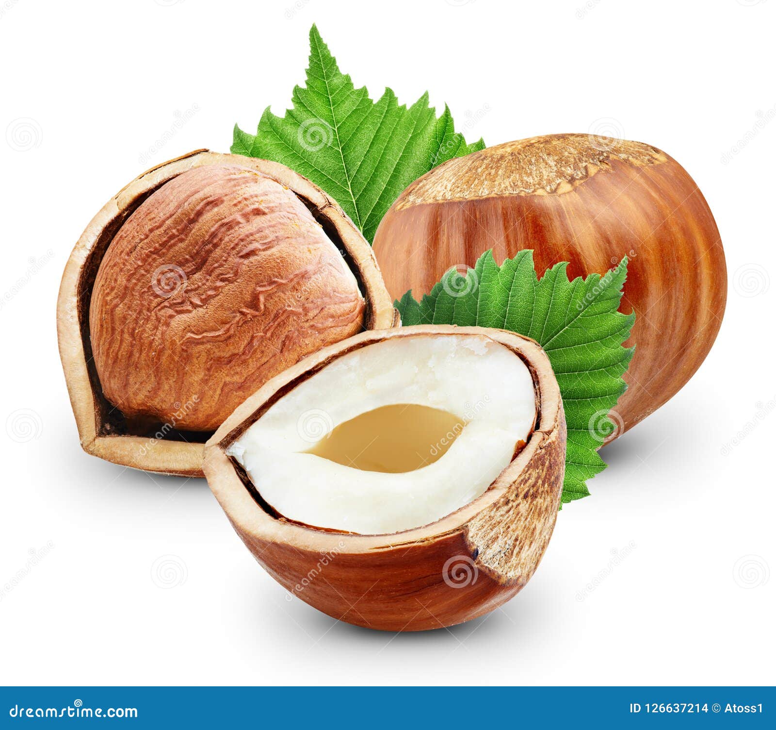 Hazelnut Isolated Clipping Path Stock Photo - Image of hazel, white ...