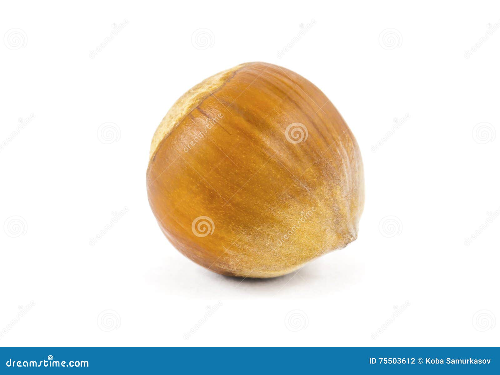 Hazelnut Isolated on White with Clipping Path Stock Photo - Image of ...