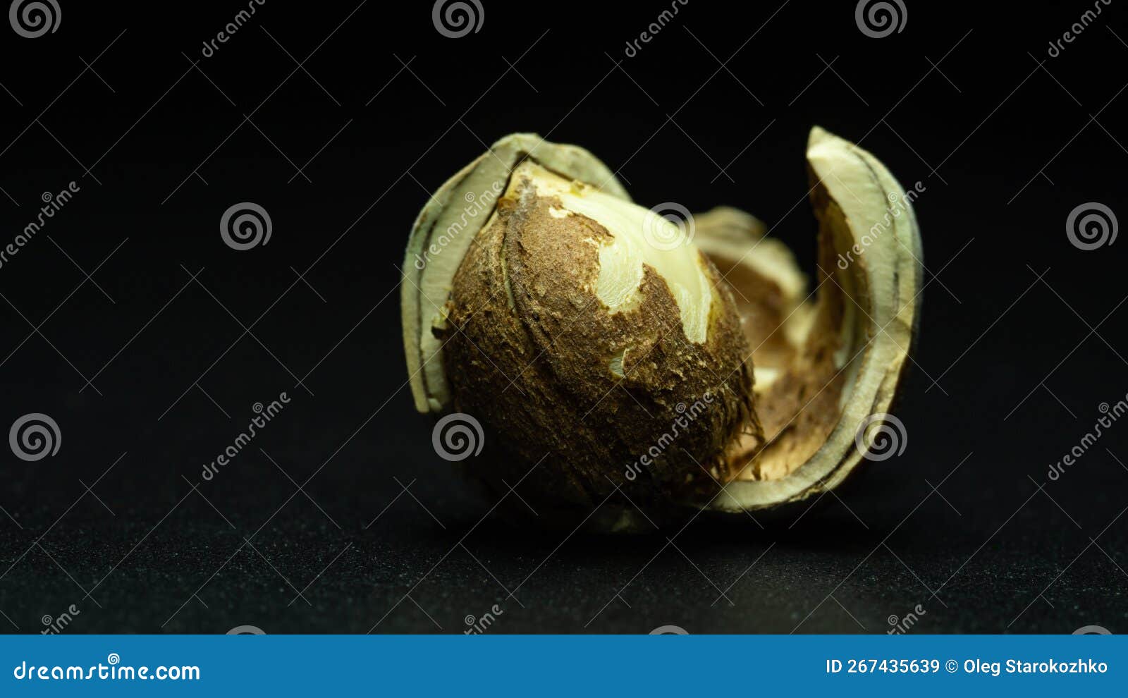 Hazelnut Kernel in Shell on Black Background Stock Image - Image of ...