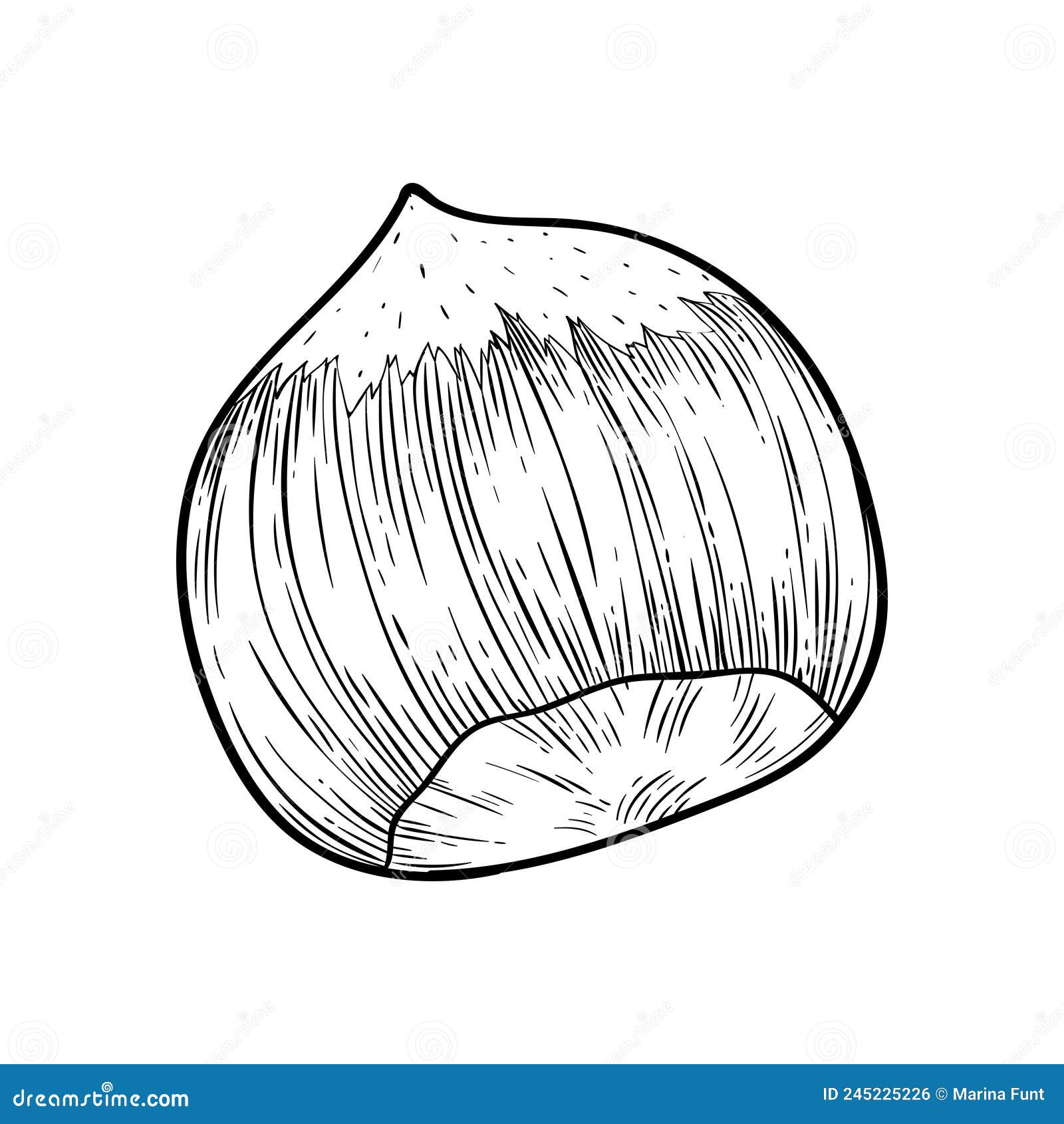 Hazelnut Kernel Shell Simple Icon in Sketch Style. Hatched Nuts for ...