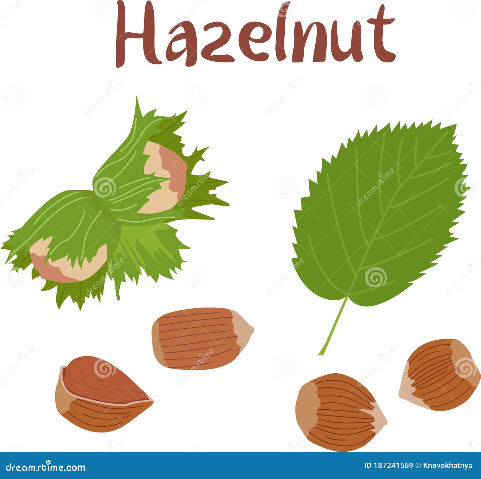 Hazelnut Leaves, Nuts, Kernel with Shell Hand Drawn Illustration ...