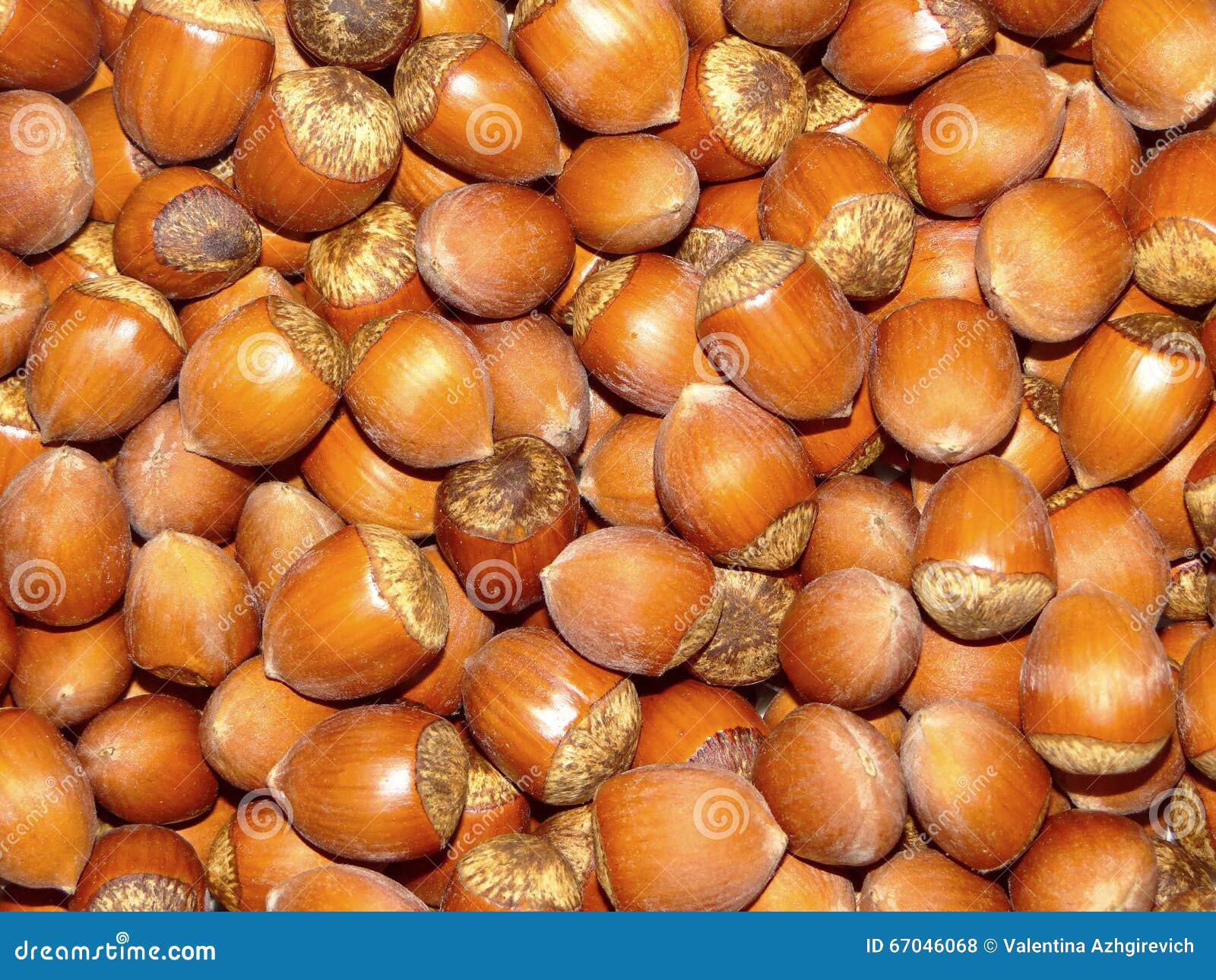 Hazelnut stock photo. Image of beige, texture, walnut - 67046068