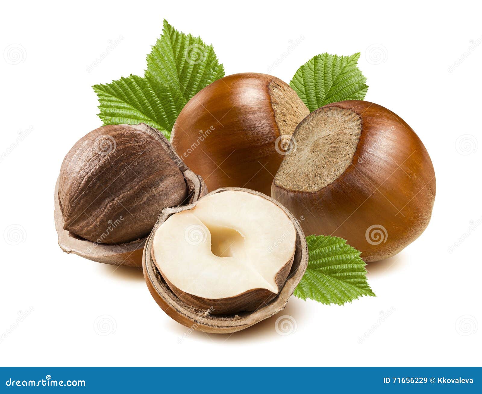 Hazelnut Nut Half Four Leaf Isolated on White Background Stock Image ...