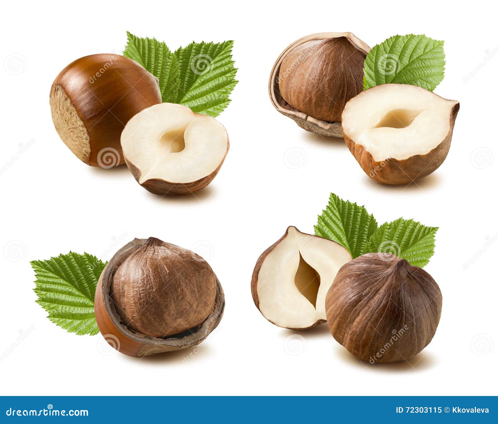 Hazelnut Nut Leaf Set Isolated on White Background 7 Stock Image ...