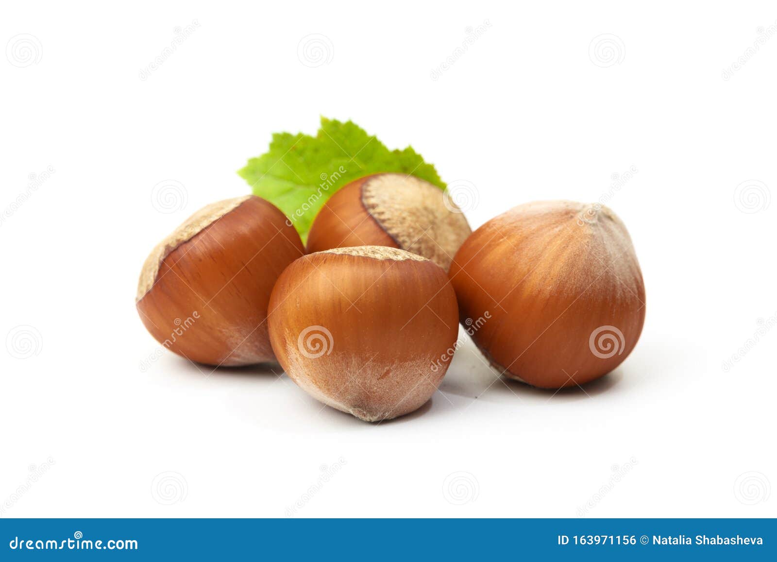Hazelnut Nut Many Leaves Isolated on a White Background As a Packaging ...