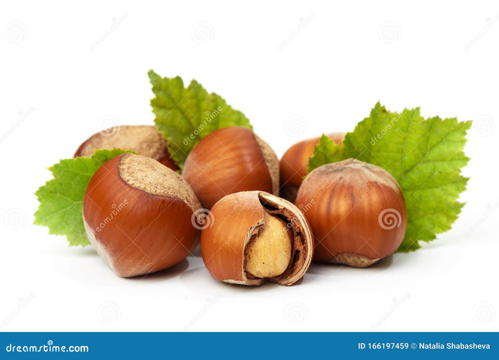 Hazelnut Nut Many Leaves Isolated on a White Background As a Packaging ...