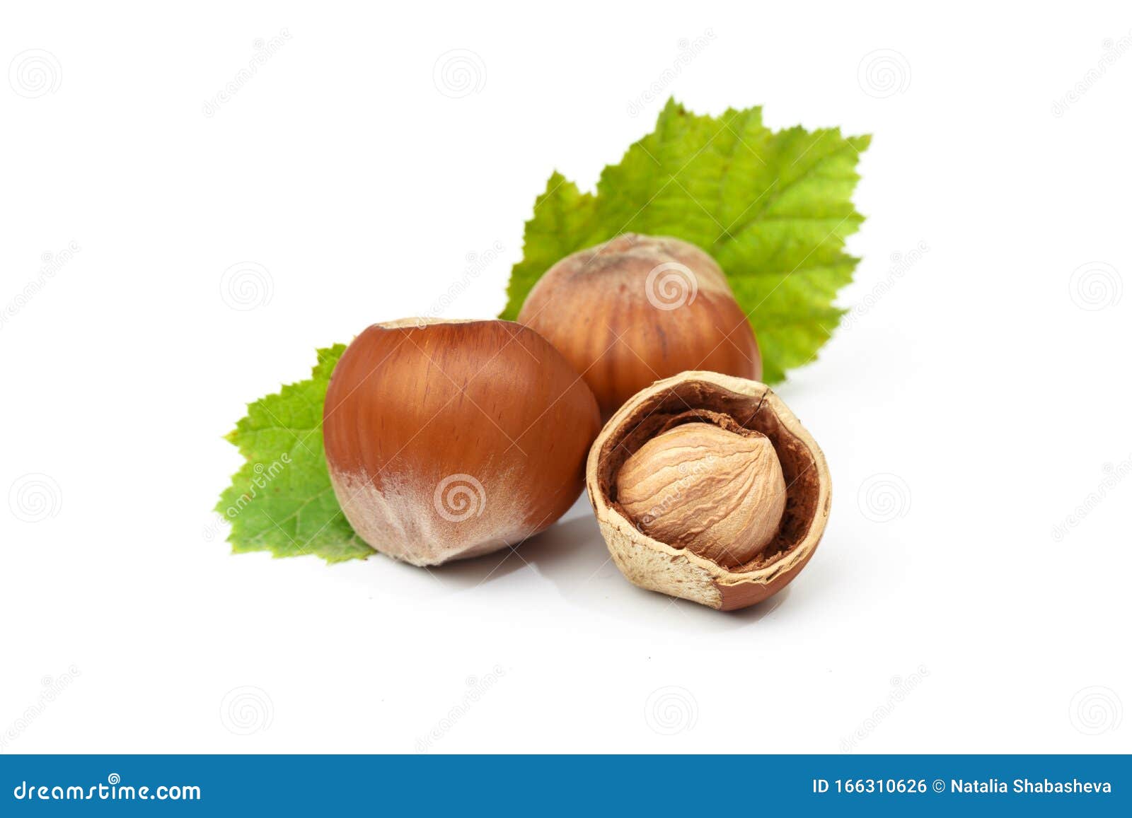 Hazelnut Nut Many Leaves Isolated on a White Background As a Packaging ...