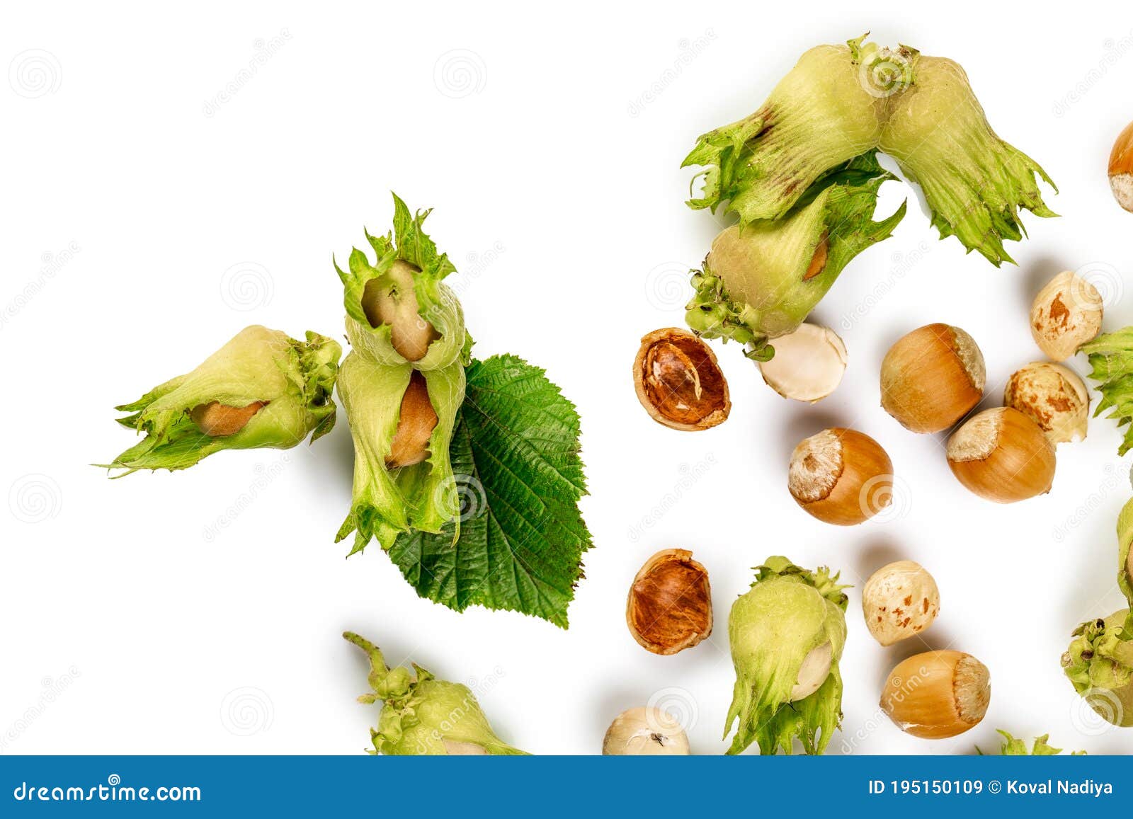 Hazelnut Nut Set Isolated on White Background, a Macro Shot of a ...