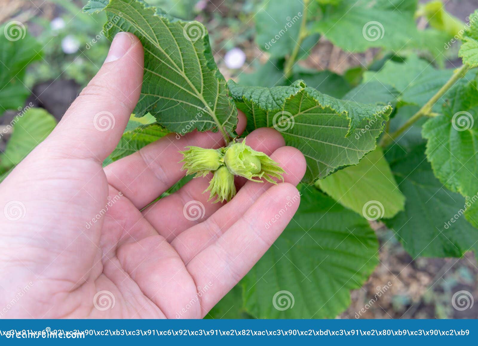 Hazelnut Nuts in the Spring in the Hand of Man. Growing Hazelnut ...