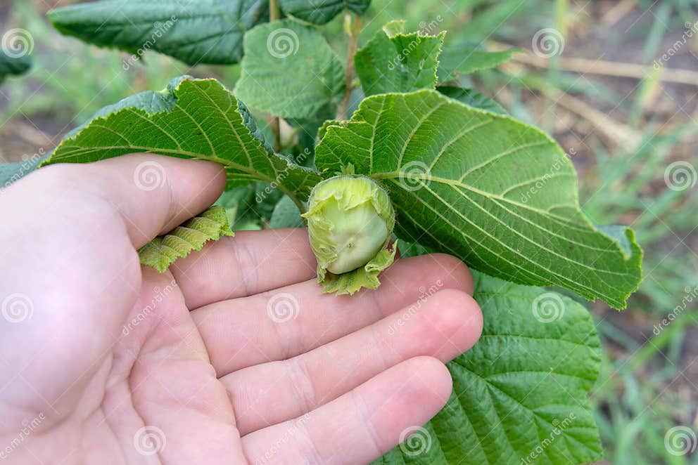 Hazelnut Nuts in the Spring in the Hand of Man. Growing Hazelnut ...