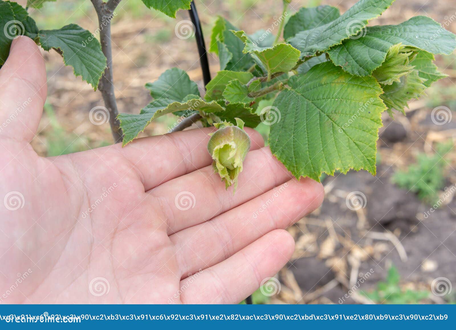 Hazelnut Nuts in the Spring in the Hand of Man. Growing Hazelnut ...
