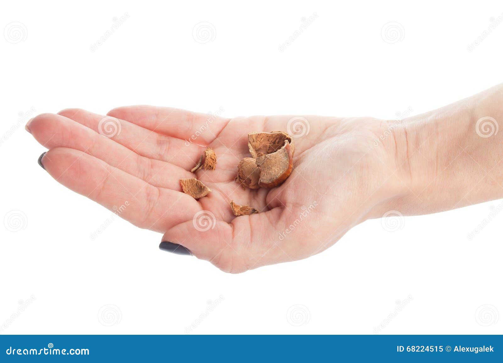 Hazelnut Nutshell in Hand Isolated on White Stock Image - Image of hand ...