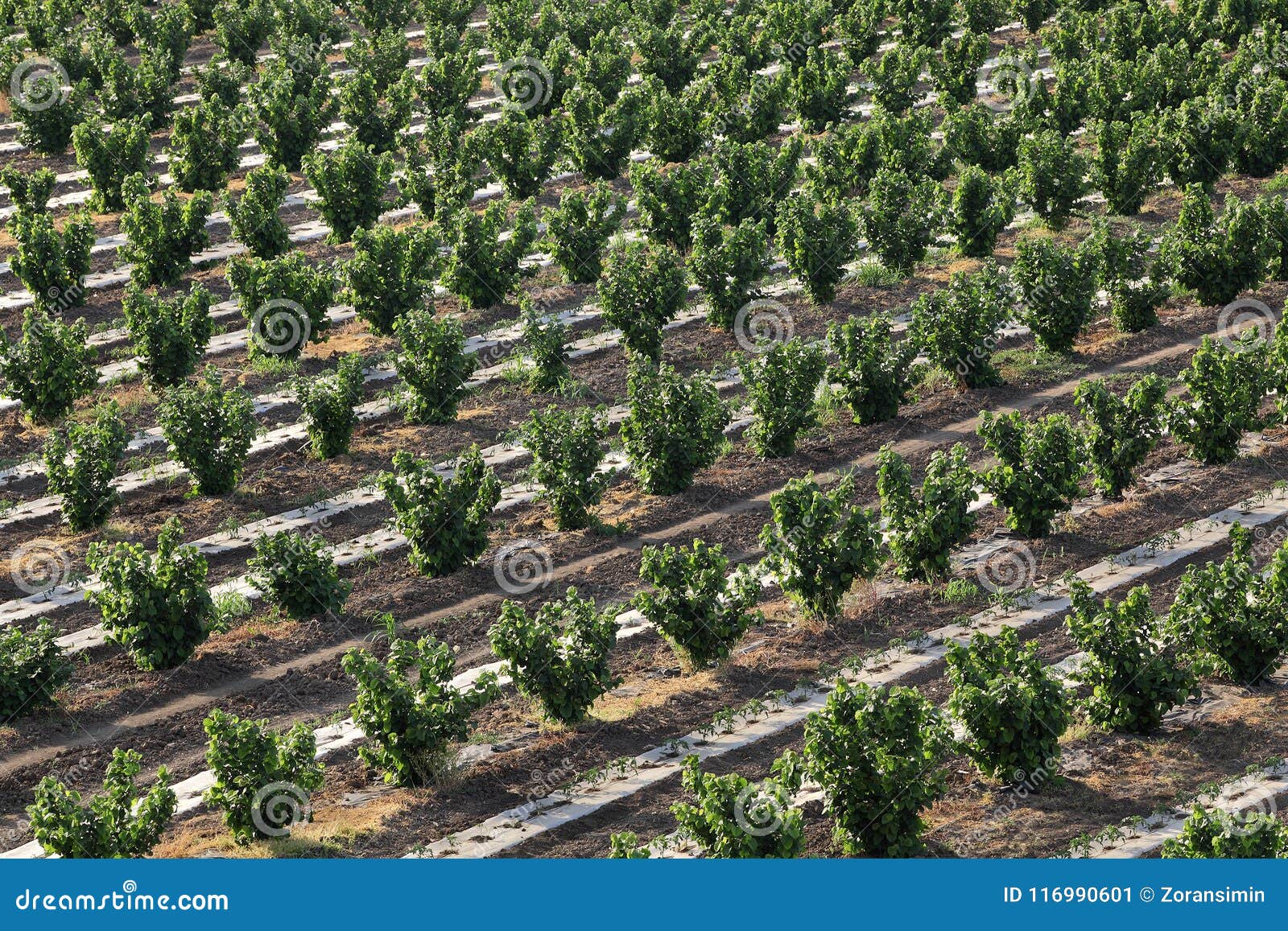 Hazelnut Orchard in Spring Aerial View Stock Image - Image of landscape ...