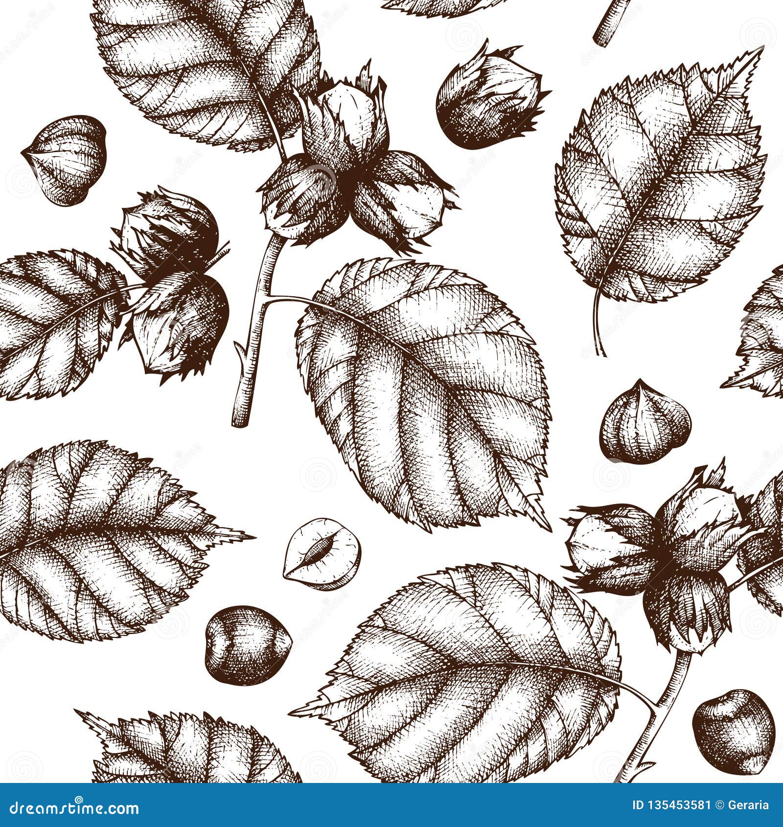Vector Background with Hand Drawn Hazelnut Illustration. Vintage Nut ...