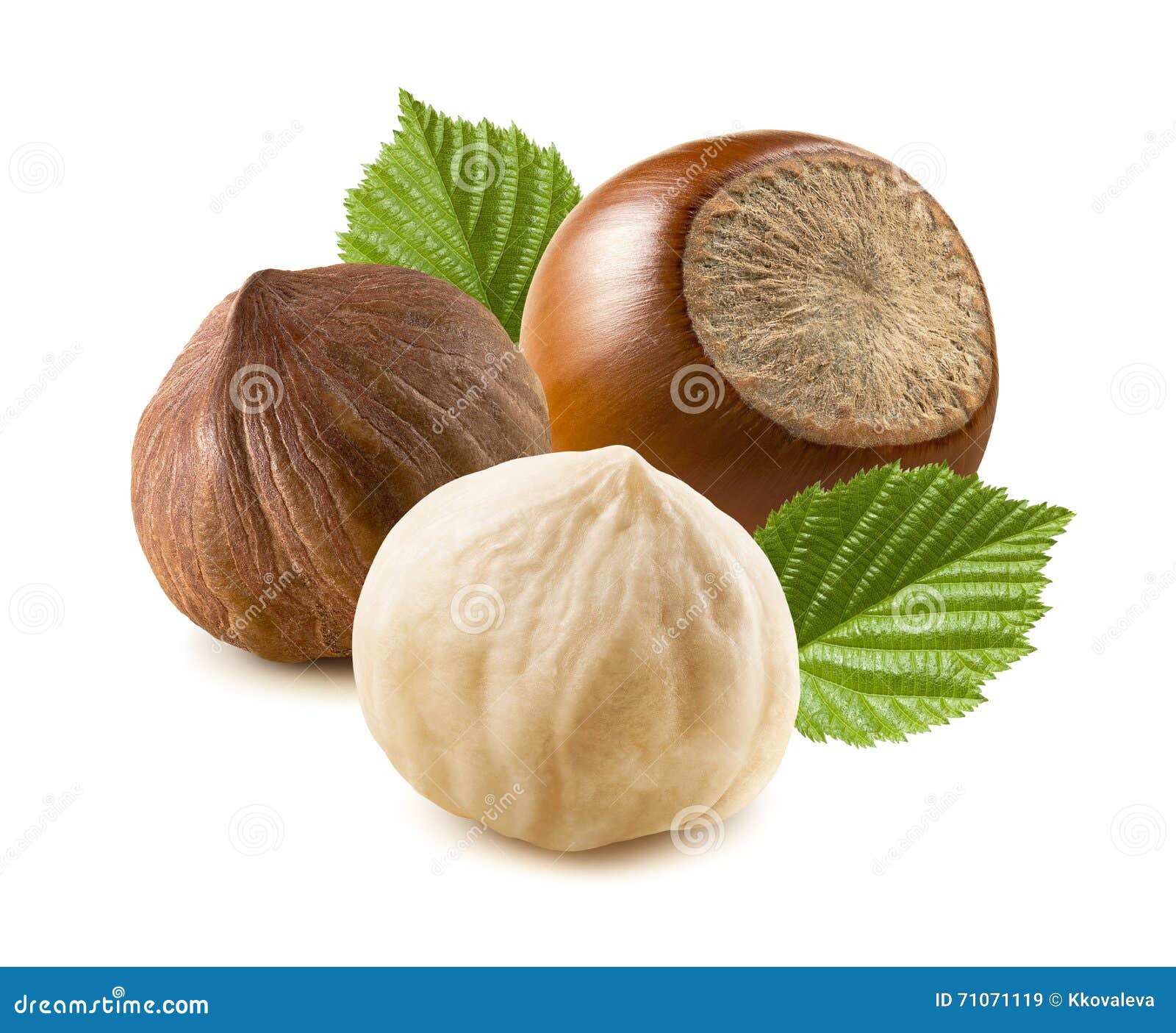 Hazelnut One Whole The Shell In A Top View Isolated On White Background ...