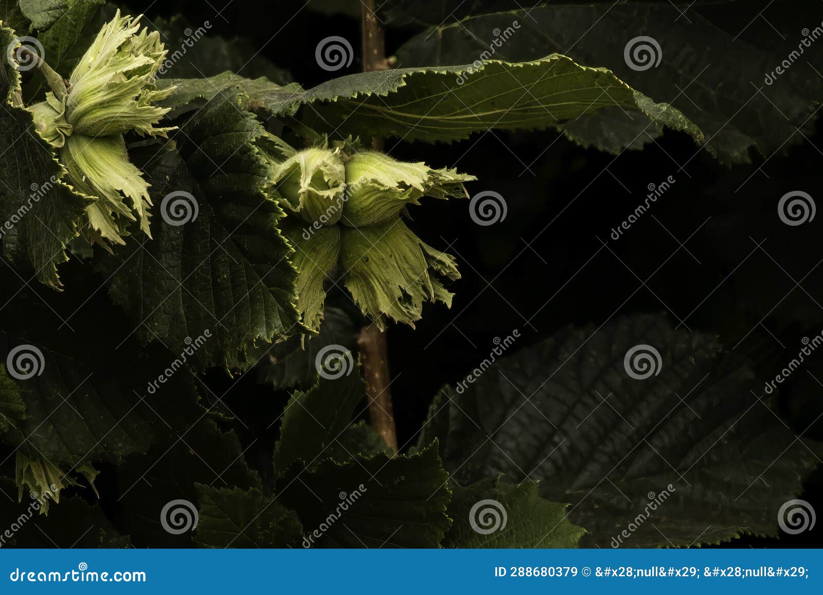 Hazelnut pods on a tree stock image. Image of farm, treat - 288680379
