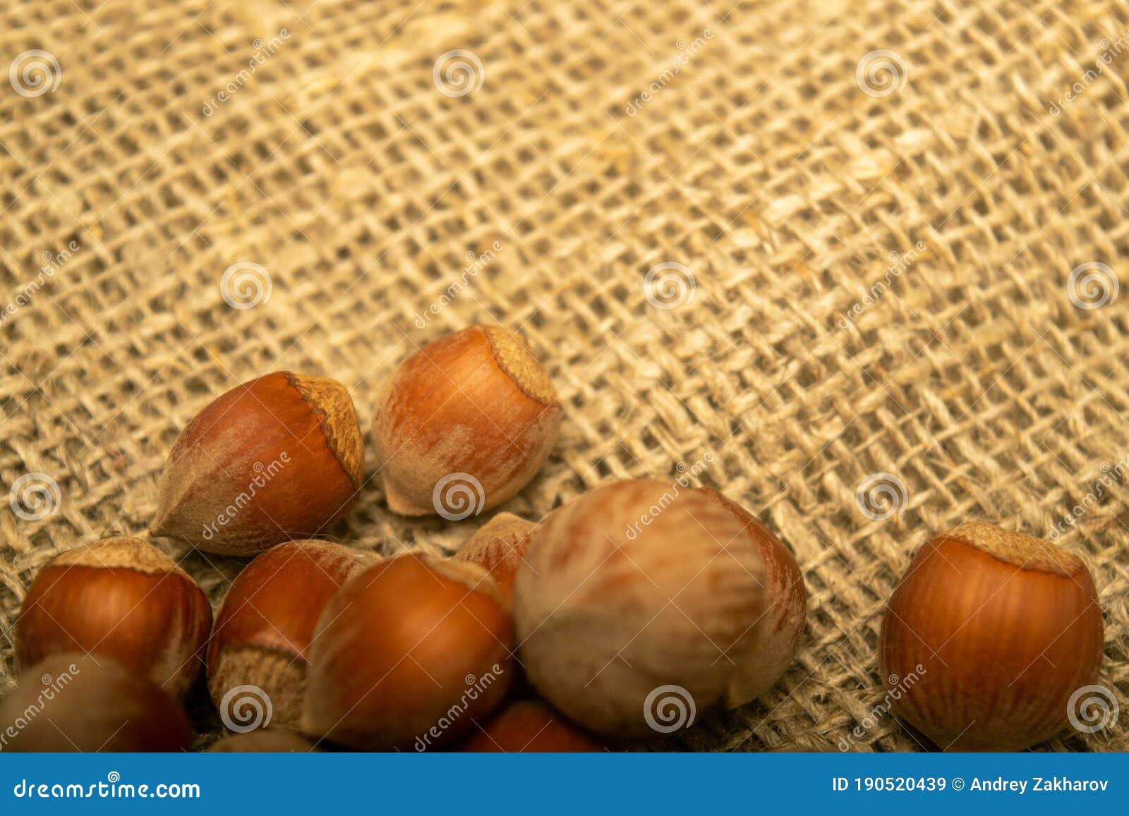Hazelnut Scattered on the Background of Burlap with a Rough Texture ...