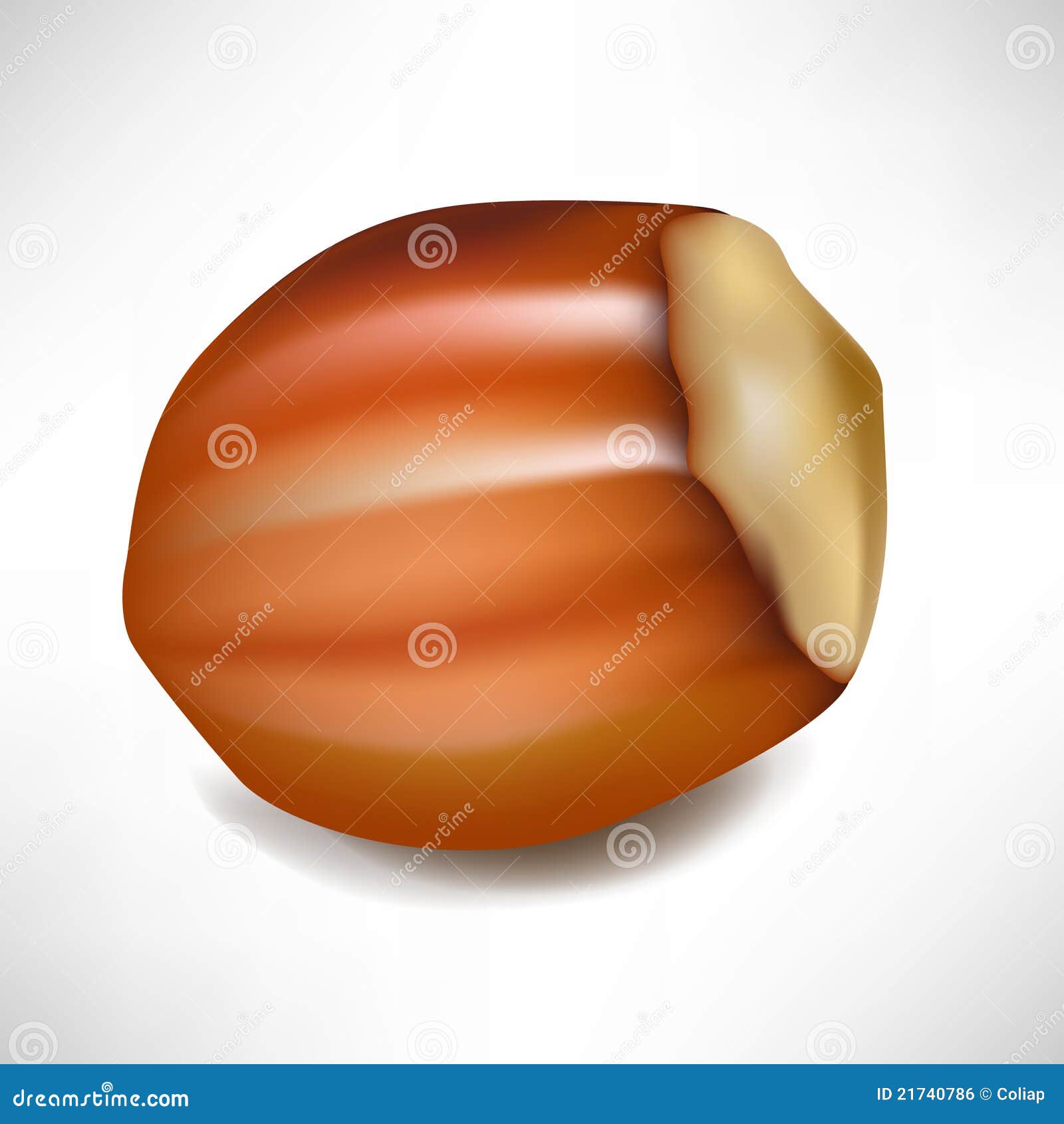 Hazelnut in shell stock vector. Illustration of autumn - 21740786