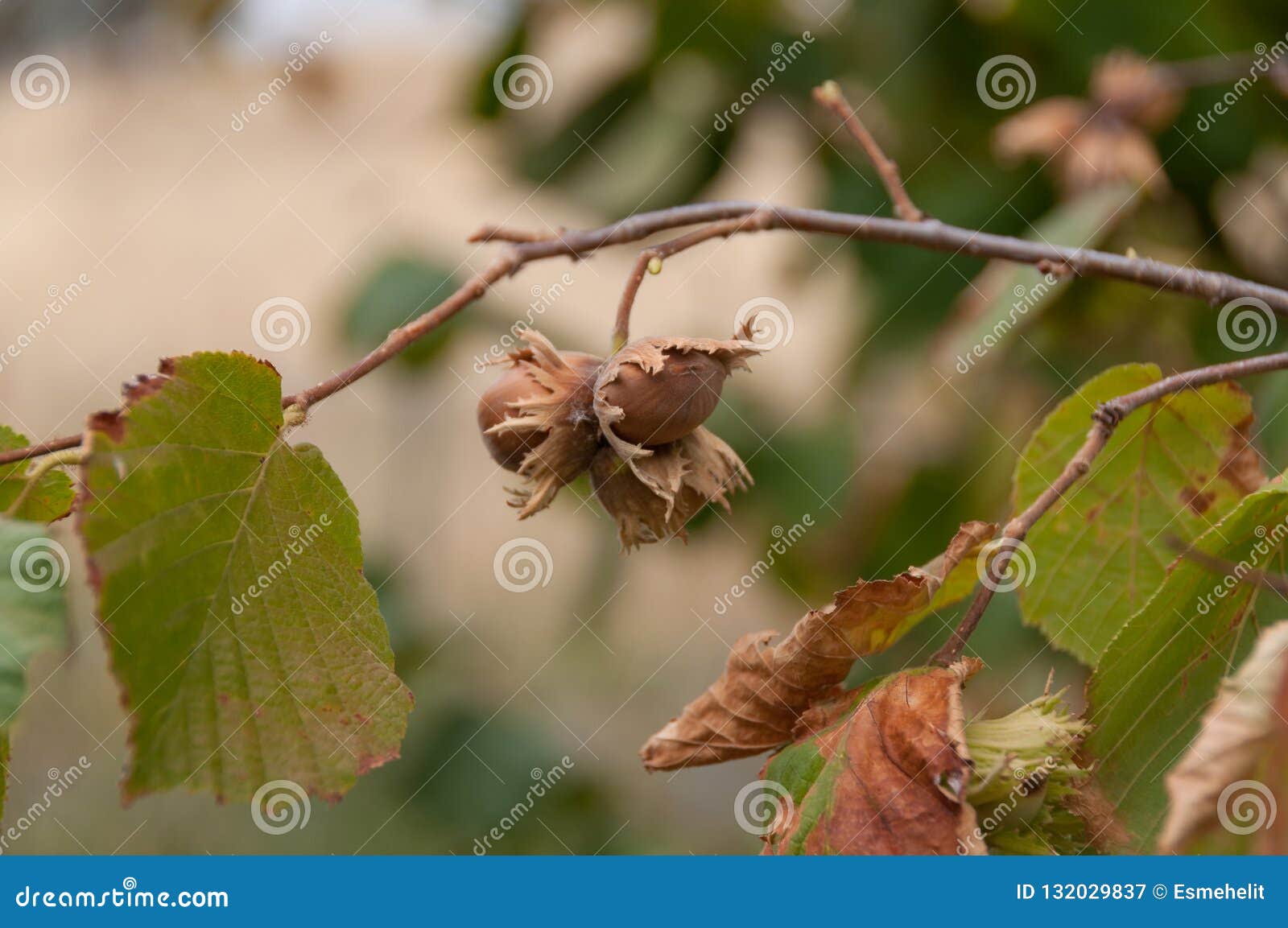 Hazelnut in a Shell on a Branch of Hazelnut Tree Stock Image - Image of ...