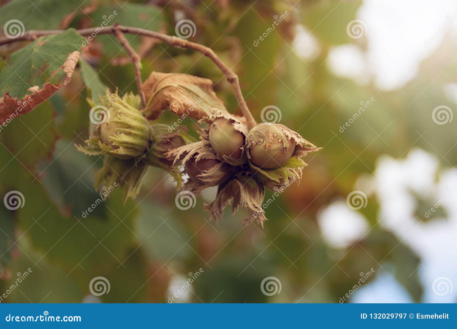 Hazelnut in a Shell on a Branch of Hazelnut Tree Stock Image - Image of ...