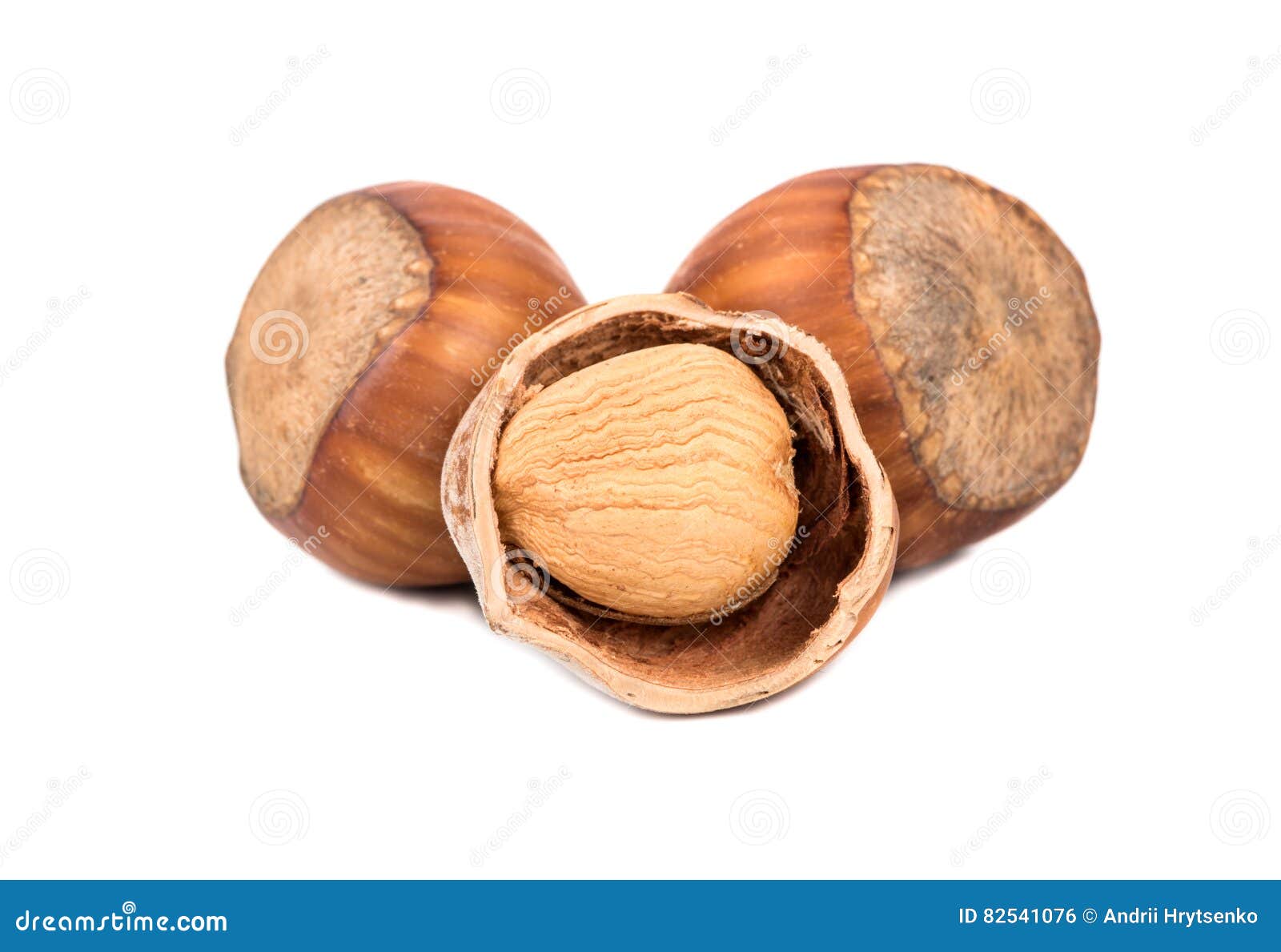 Hazelnut in shell stock photo. Image of diet, ingredient - 82541076