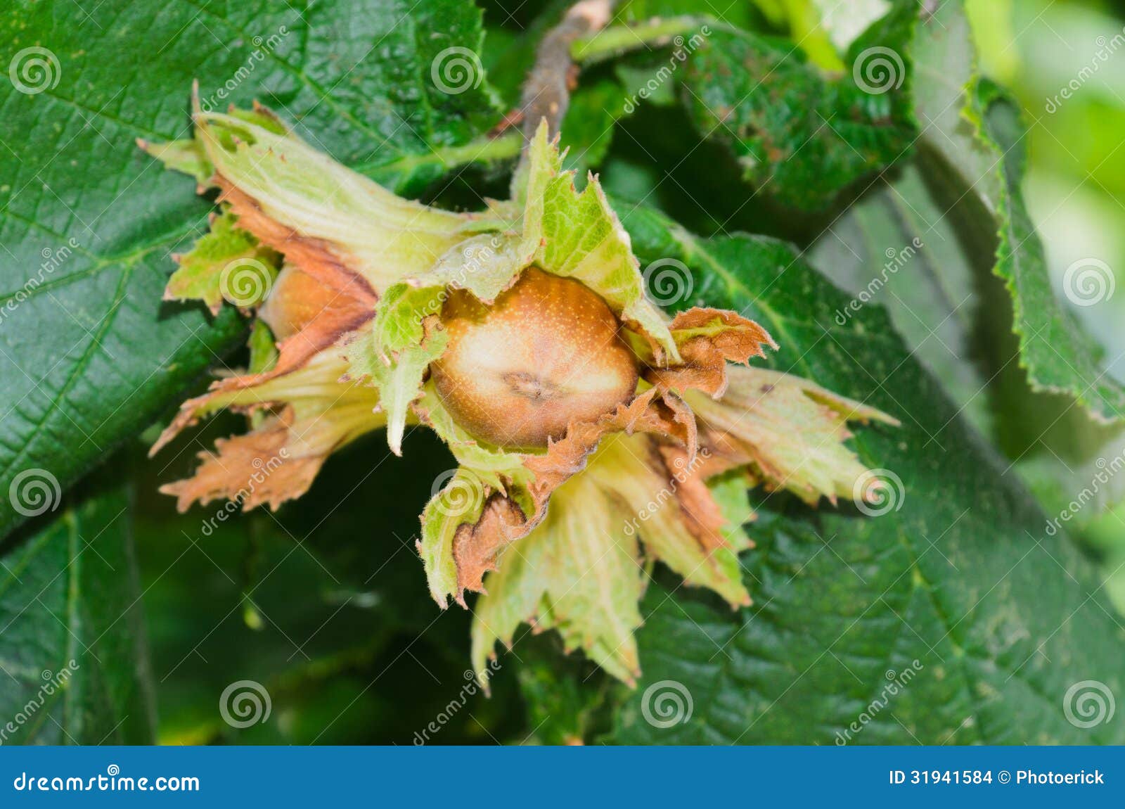 Hazelnut stock photo. Image of fruits, plantation, sunrise - 31941584