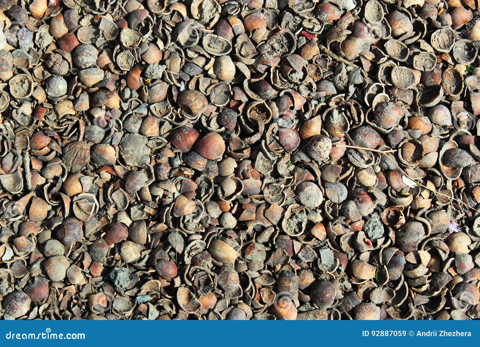 1,054 Hazelnut Shells Photos - Free & Royalty-Free Stock Photos from ...