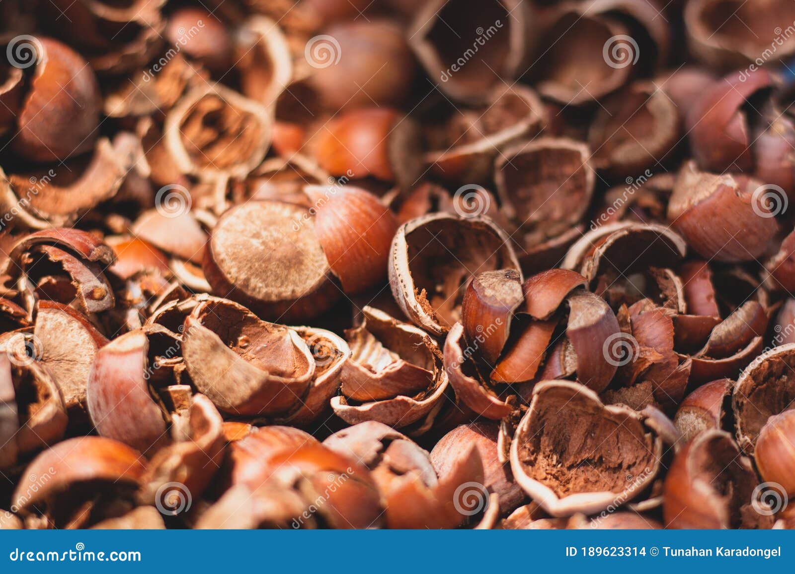 Hazelnut shells stock photo. Image of brown, texture - 189623314