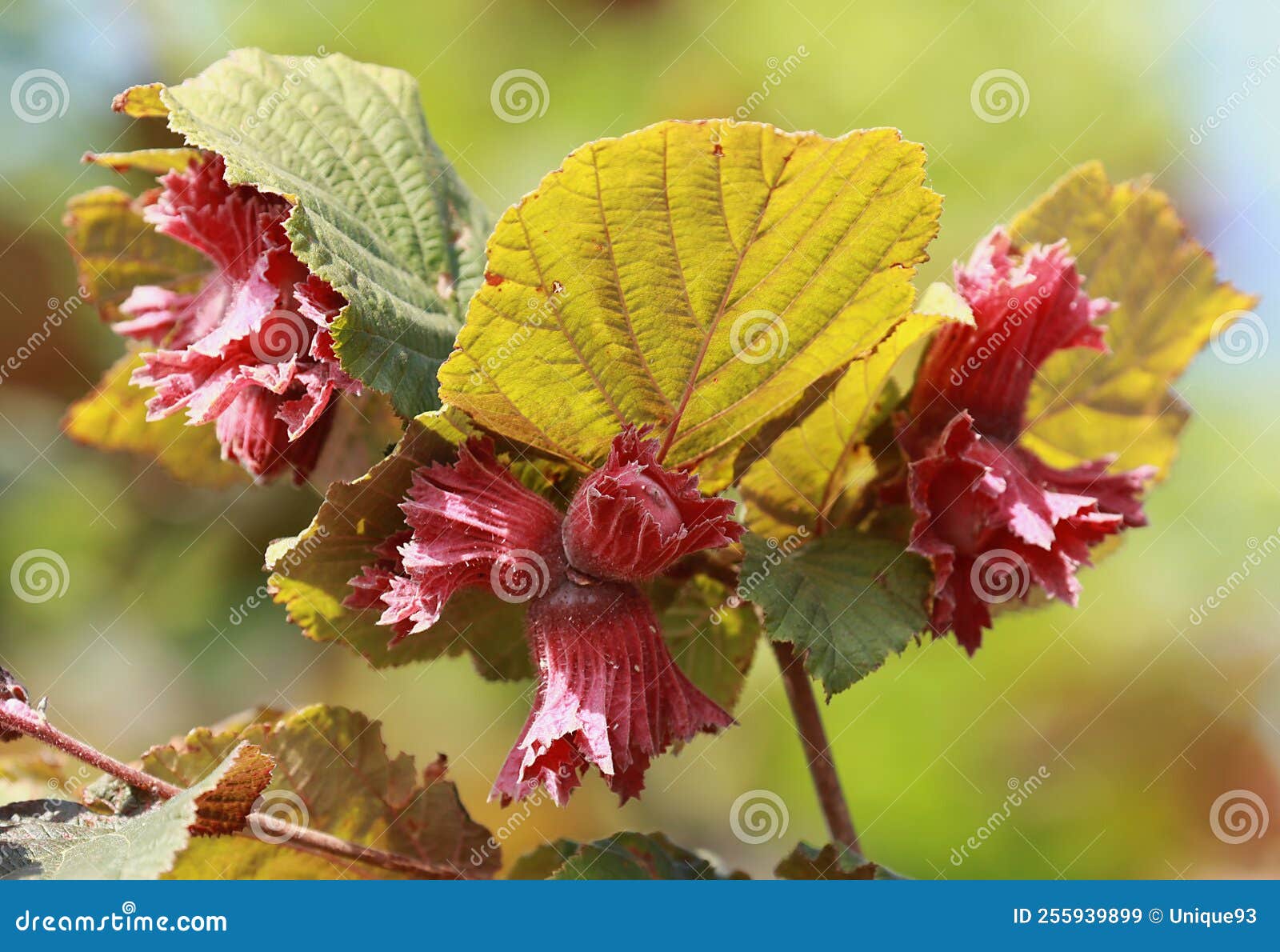 Hazelnut Surrounded by a Thick Red Husk of the Byzantine Hazelnut Stock ...
